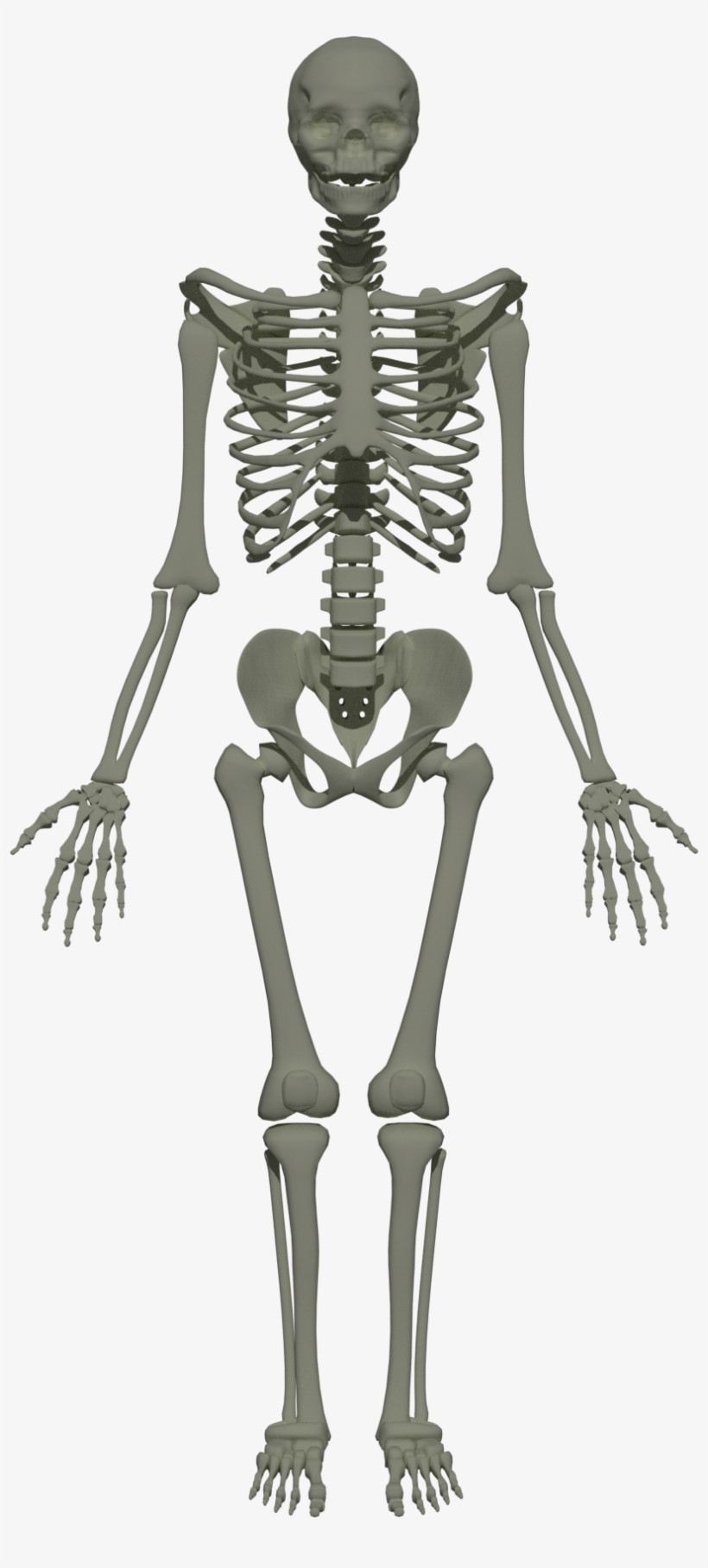 201805 Human Skeleton - Struktur Manusia - 1920x1920 PNG Download - PNGkit