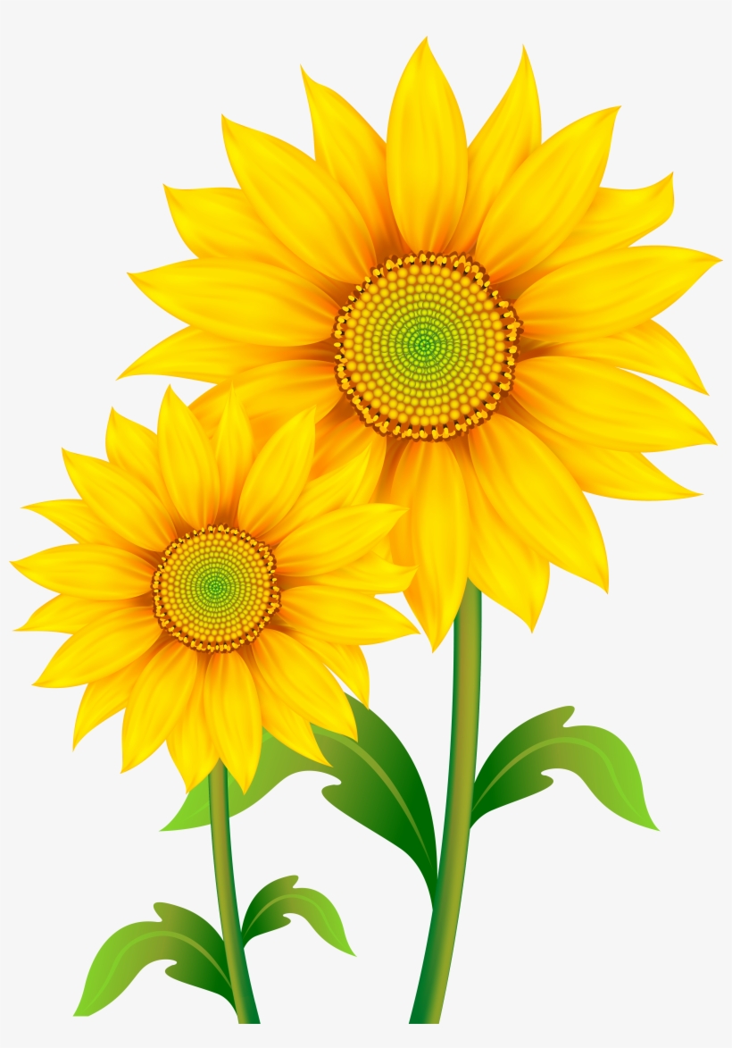 Graphic Royalty Free Stock Sunflowers Clipart Png Image - Transparent ...