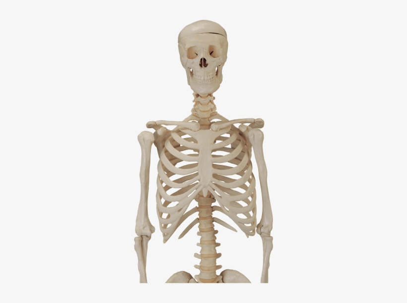 Body Skeleton - Skeleton Png For Picsart - 280x532 PNG Download - PNGkit