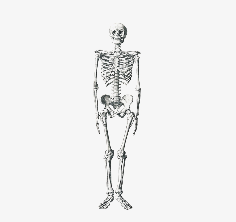 Skeleton Png - Osteoporosis Black And White - 540x720 PNG Download - PNGkit