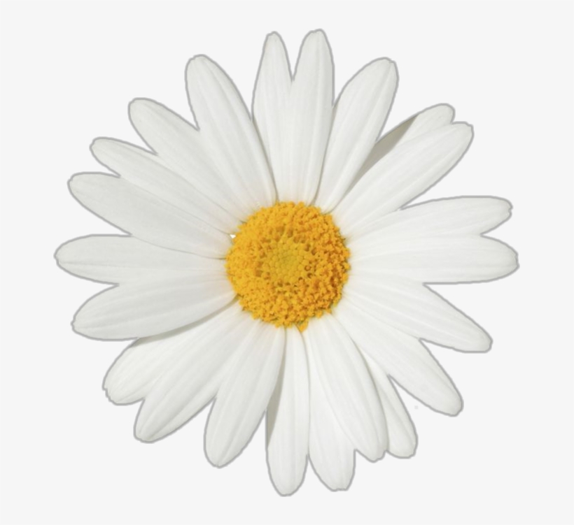 Falling Daisy Png - Daisy Flower White Background - 500x500 PNG ...