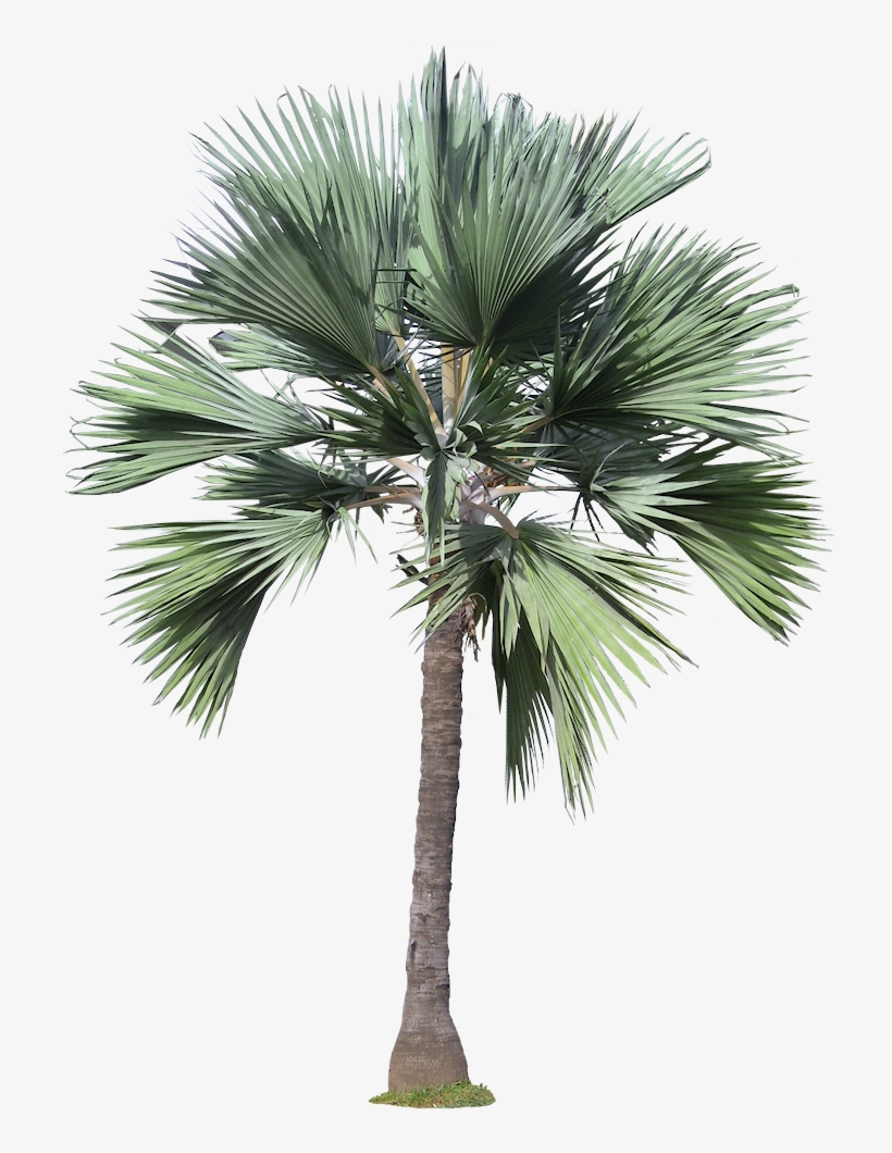 20 Free Tree Png Images - High Resolution Trees Png - 726x996 PNG ...