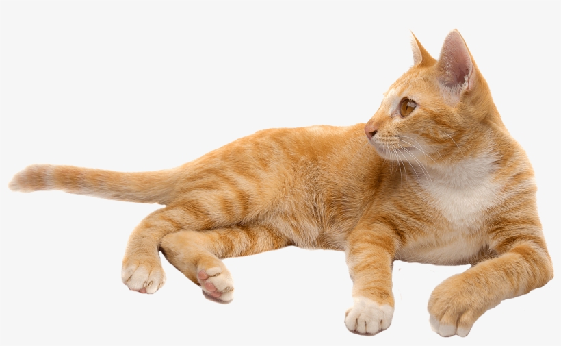 Orange Cat Png - 1406x827 PNG Download - PNGkit