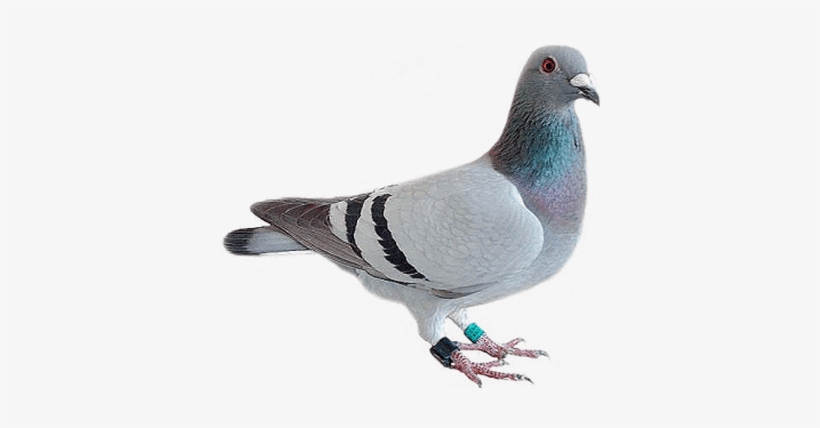 Pigeon Looking - Pigeon Emoji Png - 400x400 PNG Download - PNGkit