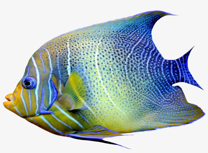 Download Transparent Realistic Fish Blue And Yellow Png Clipart - PNGkit