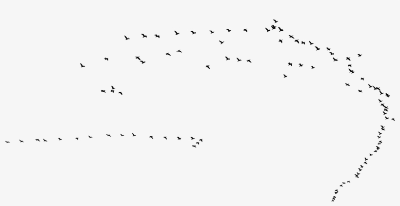 Bird Flock Png - Flock - 2283x1066 PNG Download - PNGkit