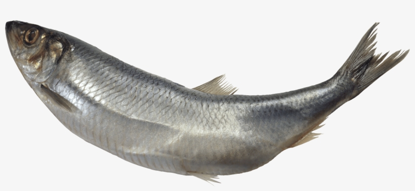 Curved Fish - Fish Png - 2487x1023 PNG Download - PNGkit