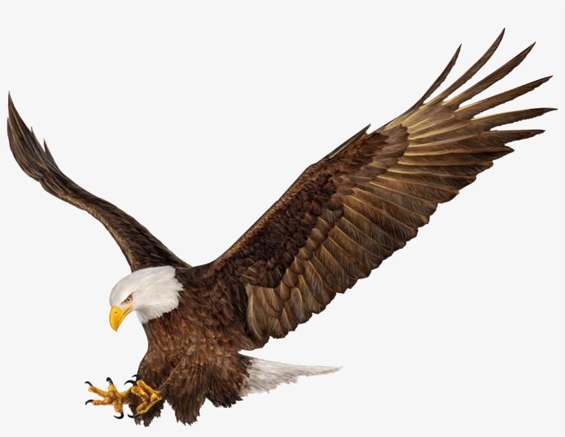 Eagle Png - 8000x5821 PNG Download - PNGkit