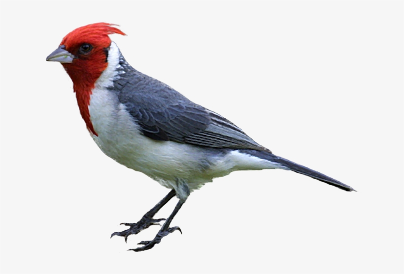 Real Birds Png