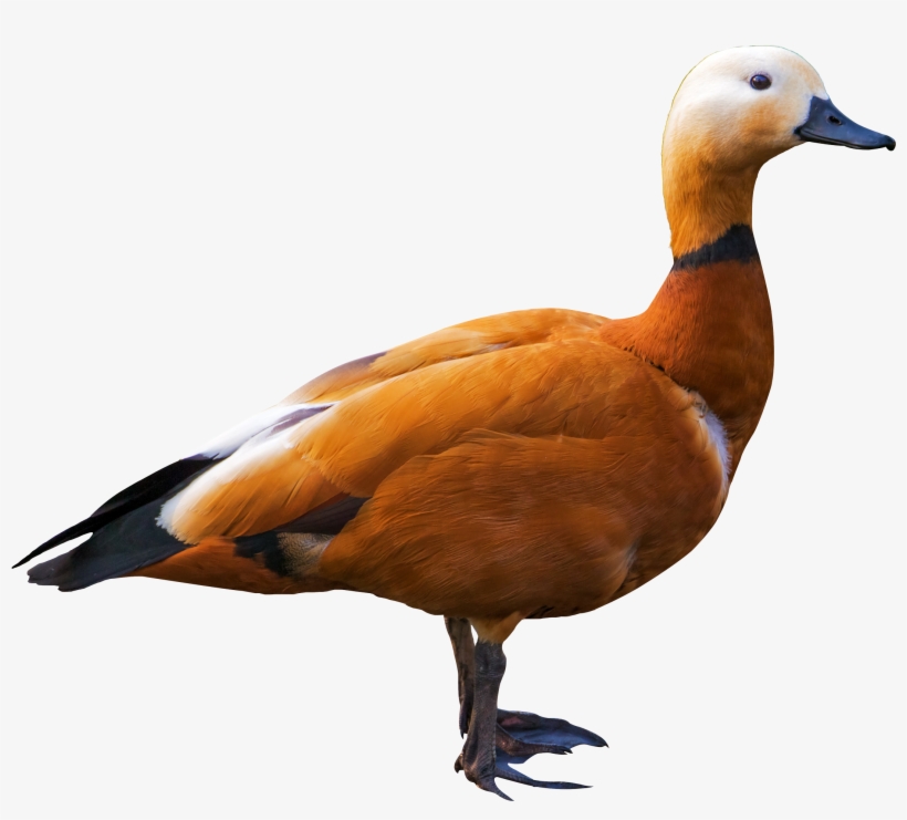 Shelduck Png Transparent Image - Ruddy Shelduck Png - 2300x1980 PNG ...