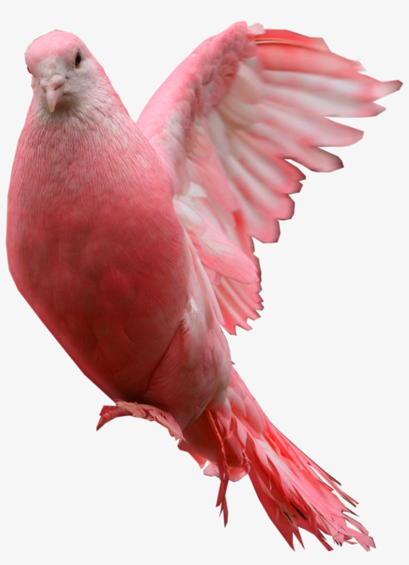 Pink Dove - Pink Pigeon Png - 1251x1667 PNG Download - PNGkit