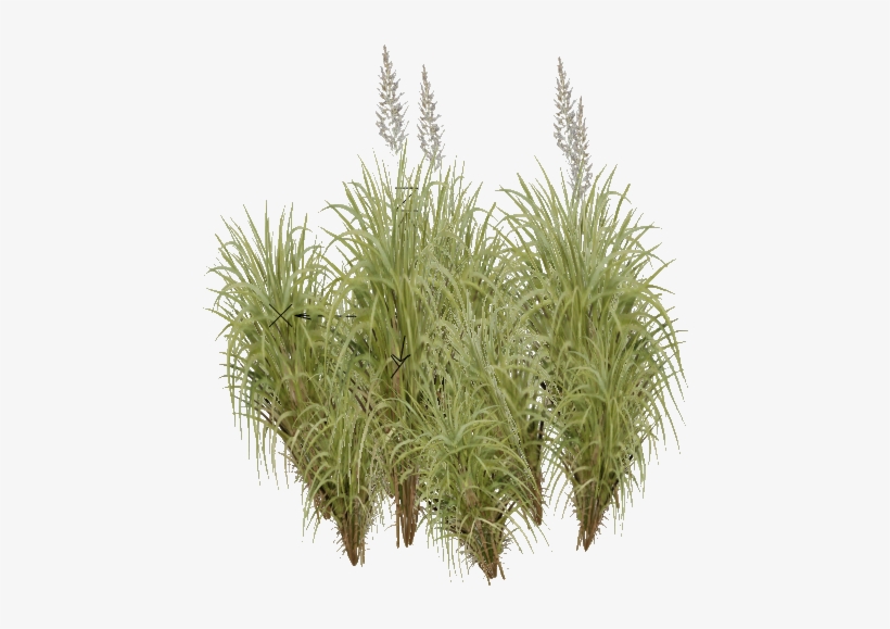 Kans Grass - Saccharum Spontaneum - 498x498 PNG Download - PNGkit