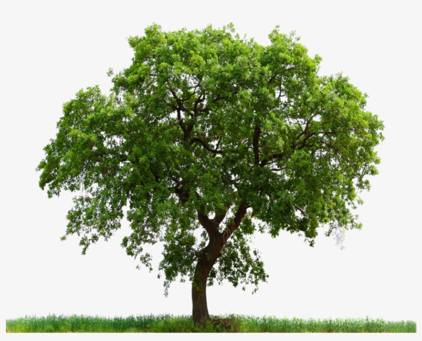 Tree Plan View Png Png Image - Oak Tree Png - 900x684 PNG Download - PNGkit