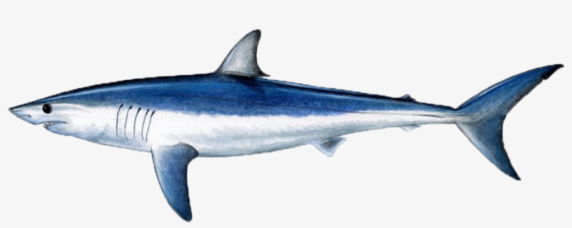 Shortfin Mako Shark - 950x352 PNG Download - PNGkit