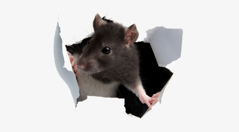 Rat Paper - Rat Png - 500x378 PNG Download - PNGkit