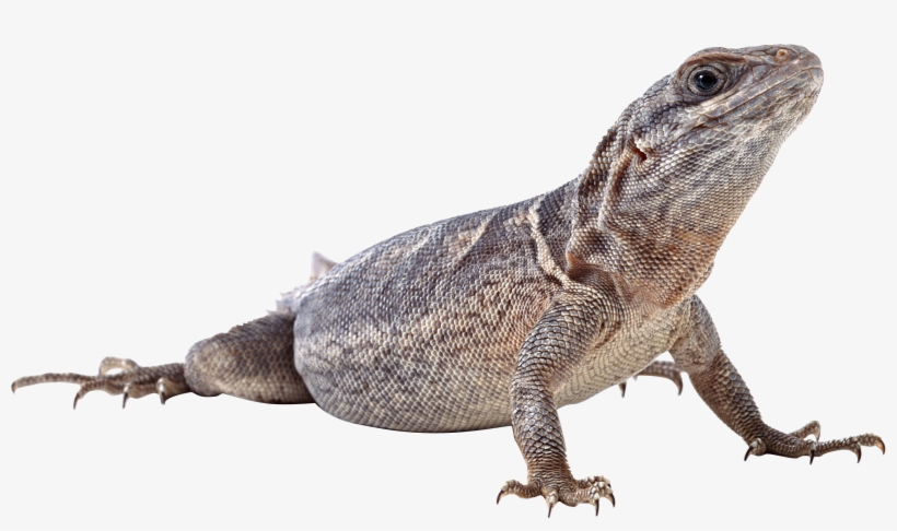Lizard Png - 2516x1371 PNG Download - PNGkit