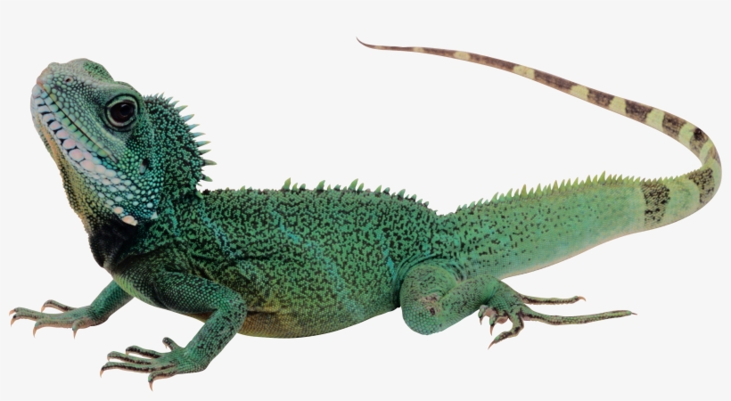Lizard Png - Lizard Transparent Background - 3026x1515 PNG Download ...
