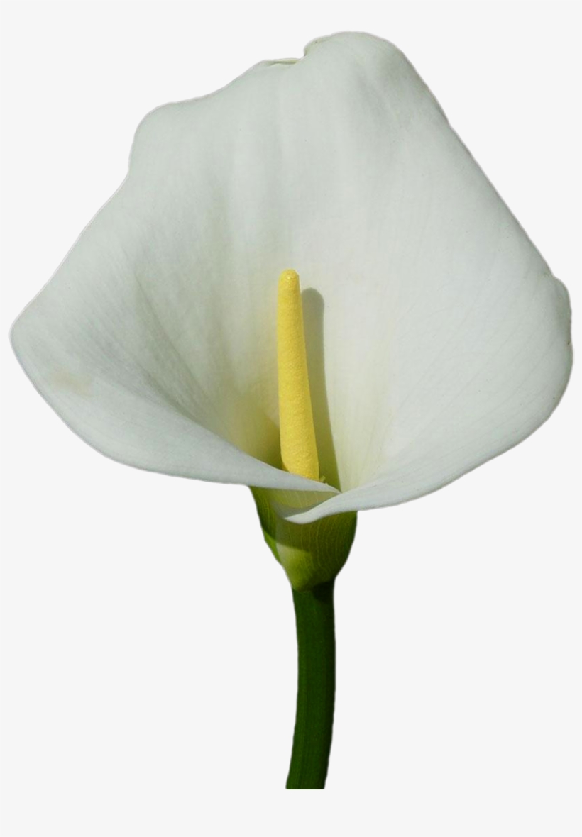 Calla Lily Clipart Transparent - White Calla Lily Png - 840x1109 PNG ...