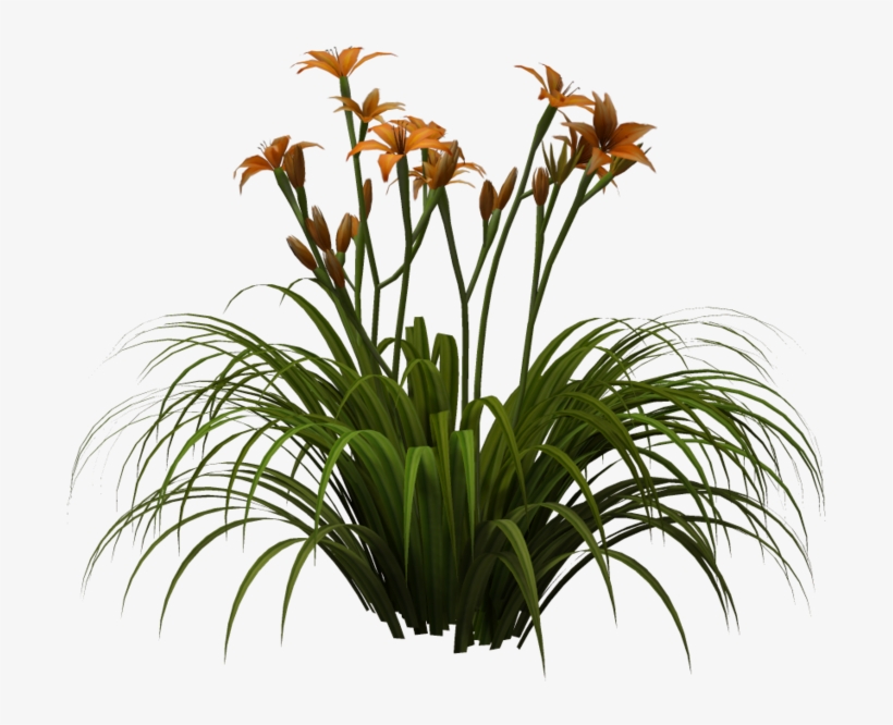 Rendered In Poser Pro 2012 Please Download For Full - Lily Plant Png ...