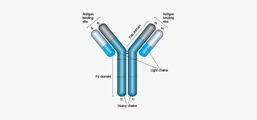 Antibody Structure - Ustekinumab Structure - 599x315 PNG Download - PNGkit