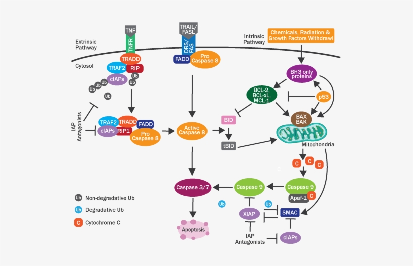 Lc3 Antibody - Caspase 9 Signaling Pathway - 540x449 PNG Download - PNGkit