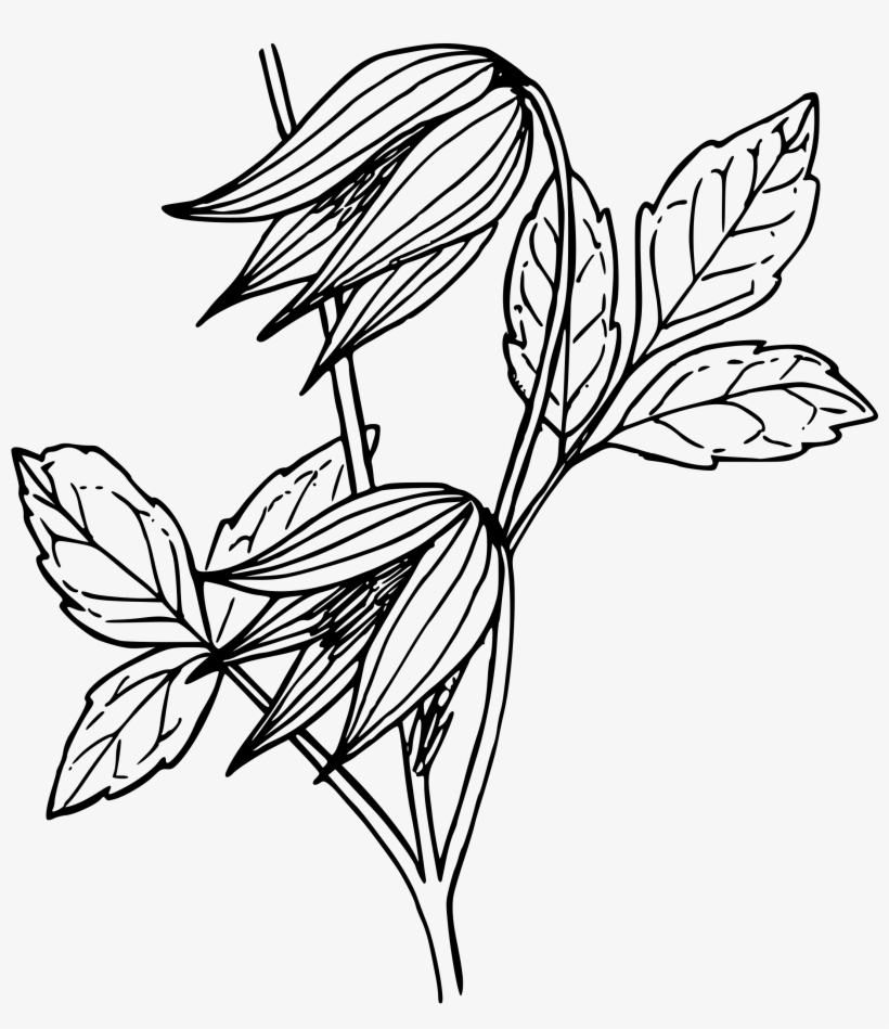 This Free Icons Png Design Of Blue Vine Clematis - 2165x2400 PNG ...