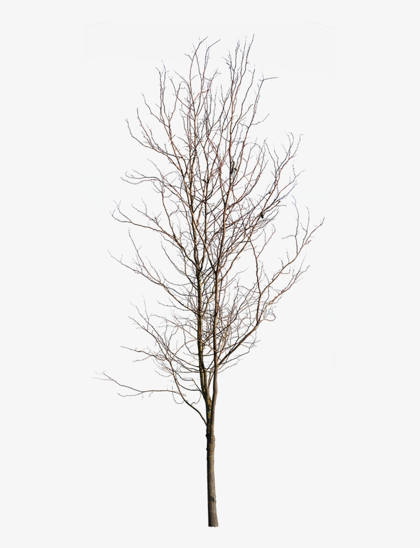 Deciduous Tree Winter V - Oak Tree In The Winter - 499x1000 PNG ...