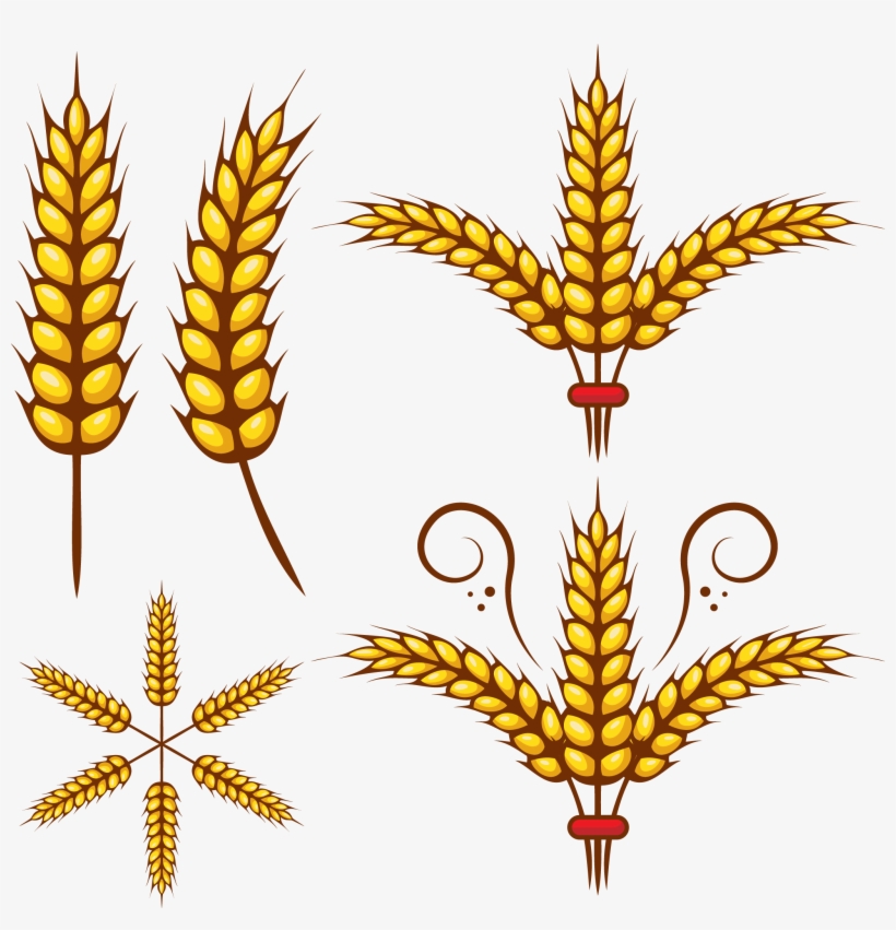 Grains Clipart Animated - Vector Graphics - 2049x2028 PNG Download - PNGkit