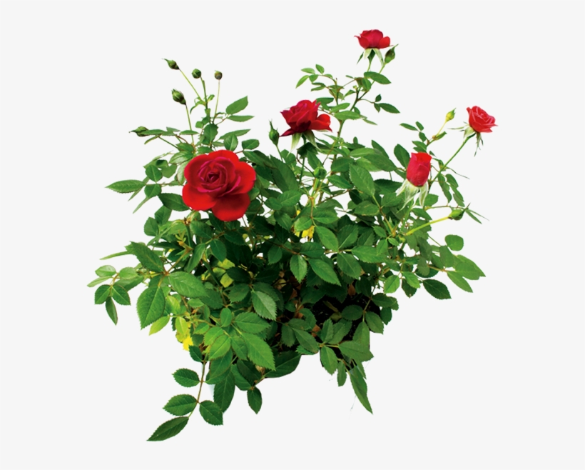 Цветок Розы, Куст Розы Красной, Rose Flower, Rose Bush - Bush Of Roses ...
