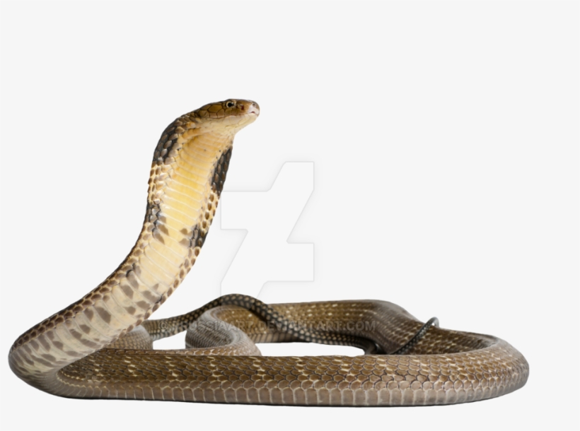 King Cobra Png Free Download - King Cobra Png - 1024x696 PNG Download ...