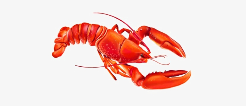 Lobster Png Photo - American Lobster - 500x667 PNG Download - PNGkit
