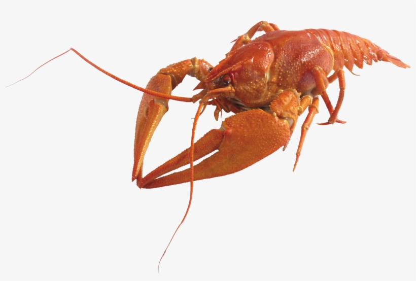 Visit - Crustaceos Png - 3023x1898 PNG Download - PNGkit