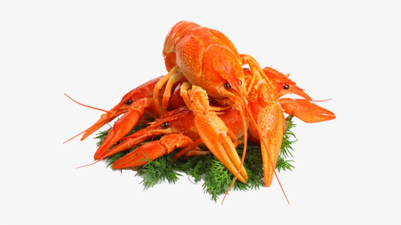 Lobster Png Free Download - Seafood Png - 600x423 PNG Download - PNGkit