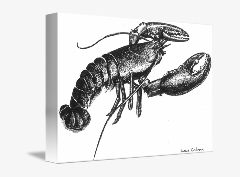 Lobster By Jcpaints - Lobster Ink Drawing - 650x525 PNG Download - PNGkit