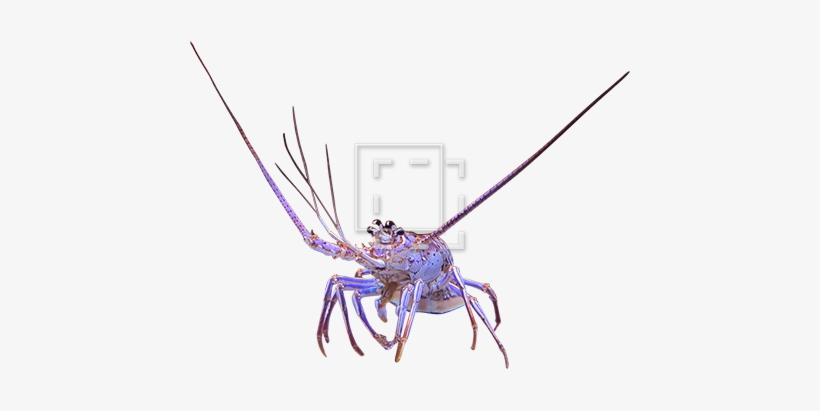 Spider Lobster - Spiny Lobster - 450x450 PNG Download - PNGkit
