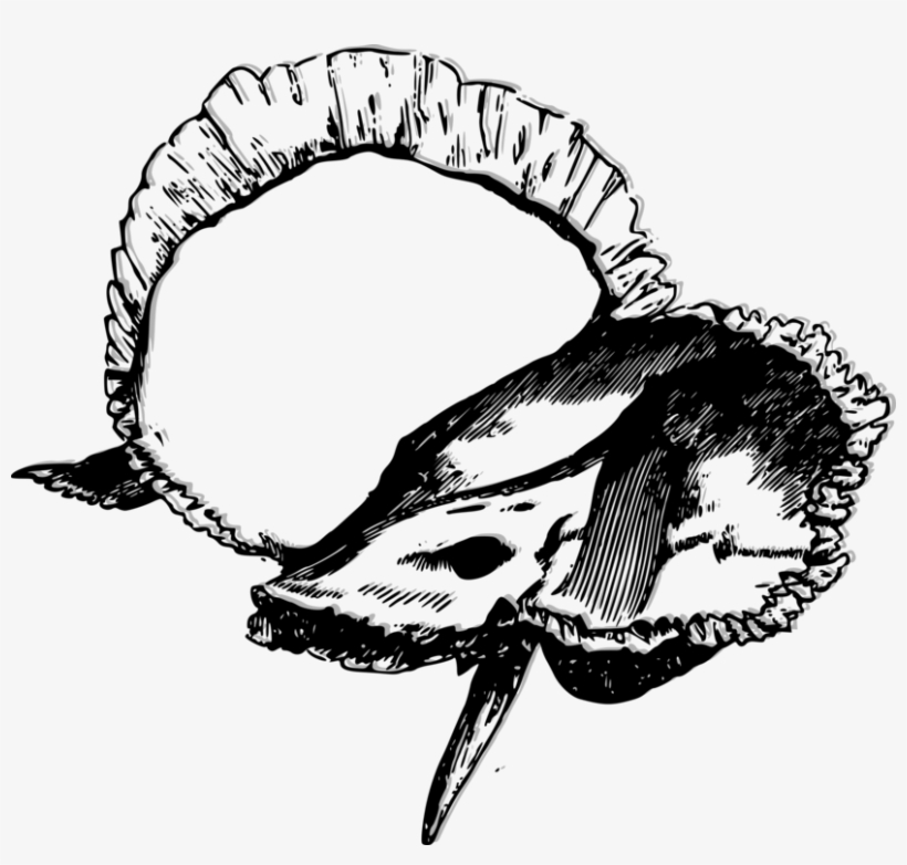 Skull Drawing Temporal Bone Human Skeleton - Human Temporal Bone Ear ...