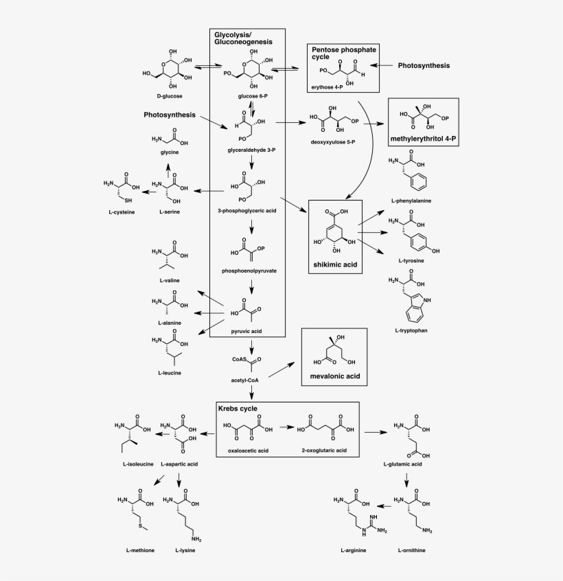 Biosynthesis[edit] - Biogenesis Of Natural Products - 520x766 PNG ...