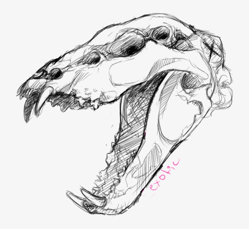 Graphic Download Been Doin Some Anatomy - Drawing Of Dog Skull ...