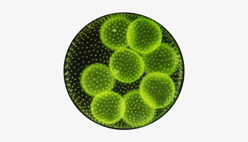 Download Transparent Sea Algae - PNGkit