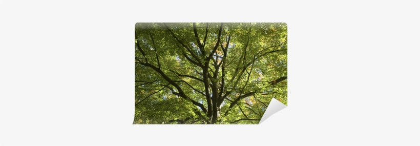 Forest, Autumn, Canopy, Leaves, Fall, Tree, Wall Mural - Autumn ...