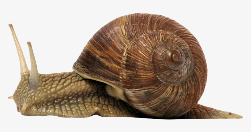 Free Png Snail Png Images Transparent - Snail Png - 850x489 PNG ...