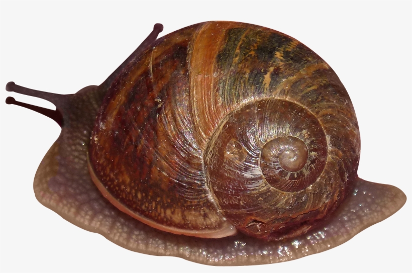 Snail Png - 1700x1074 PNG Download - PNGkit
