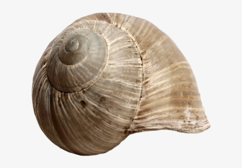 Picture Download - Snail Shell Png - 628x628 PNG Download - PNGkit