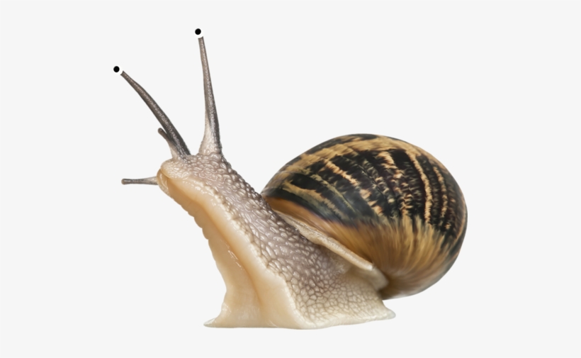 Snail Png - Snail Transparent Background - 500x425 PNG Download - PNGkit