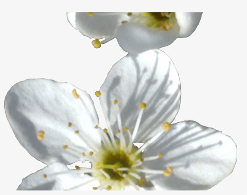 Spring Flower Png Transparent Image Png Mart - Flower - 1368x855 PNG ...