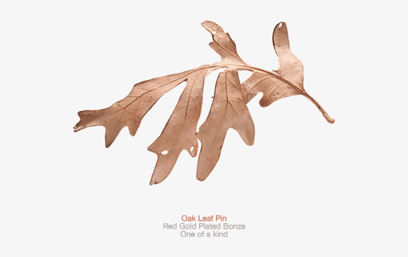 Download Transparent Oak - PNGkit