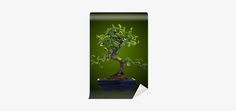 Tree - 400x400 PNG Download - PNGkit