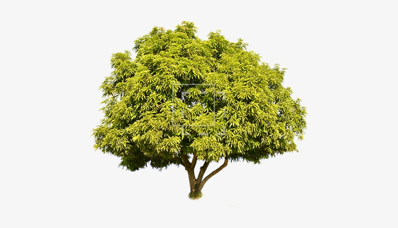 Parent Category - Tree - 450x450 PNG Download - PNGkit