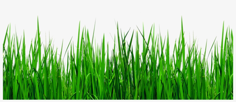 Grass Border Png - Green Grass Border Png - 2500x2500 PNG Download - PNGkit
