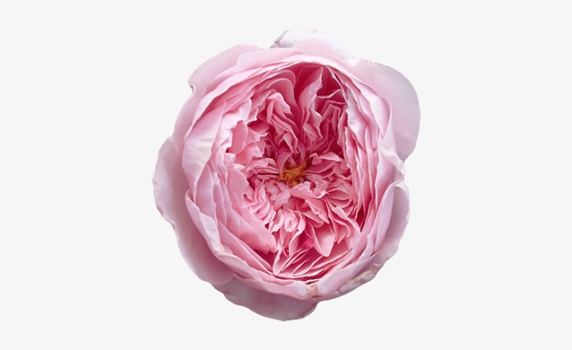 Free Transparent Tumblr Roses - English Roses Png - 500x442 PNG ...